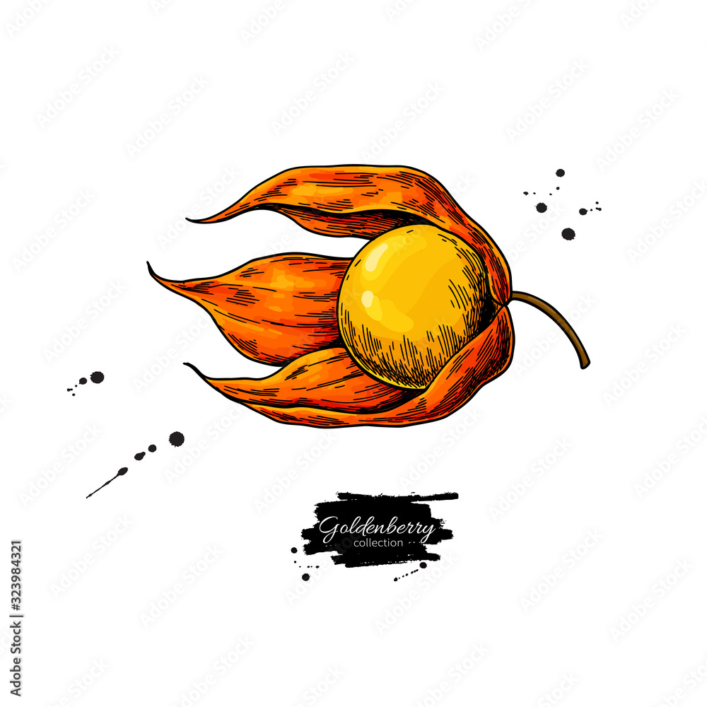 Physalis fruit vector drawing. Golden berry sketch. Botanical ...