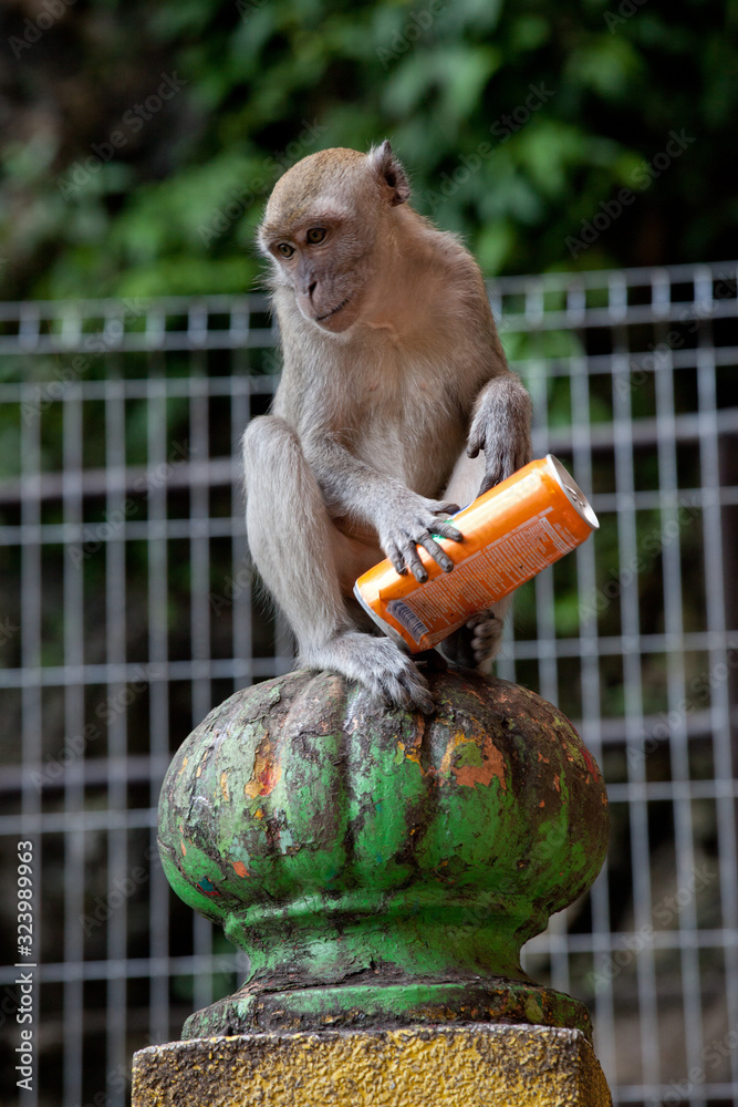 portrait of one monkey holding can of drink, sitting on rock against ...