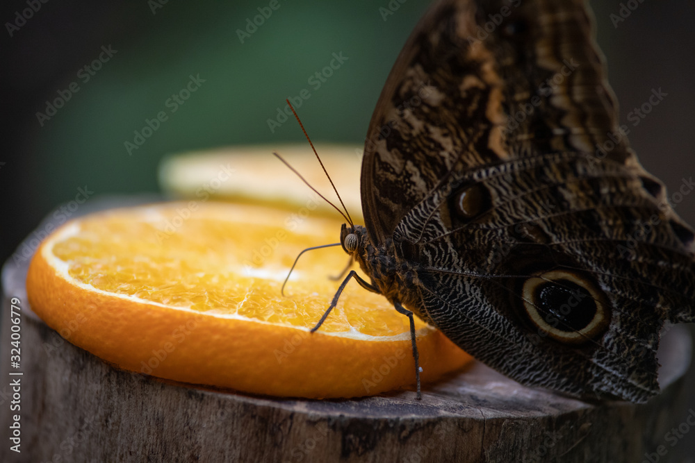 Mariposa Buho (Caligo Eurilochus) bebiendo pulpa de una naranja Stock ...