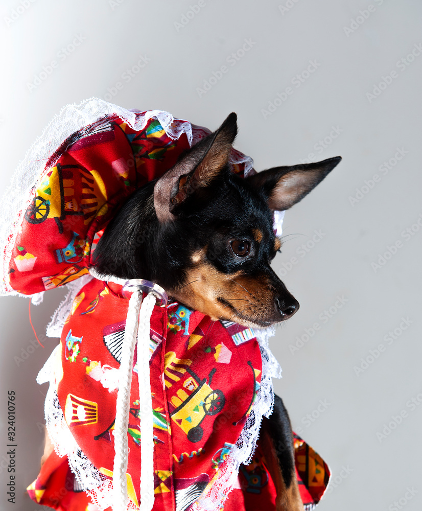 Profile of the pinscher dog, costumed for carnival. Old lady costume ...