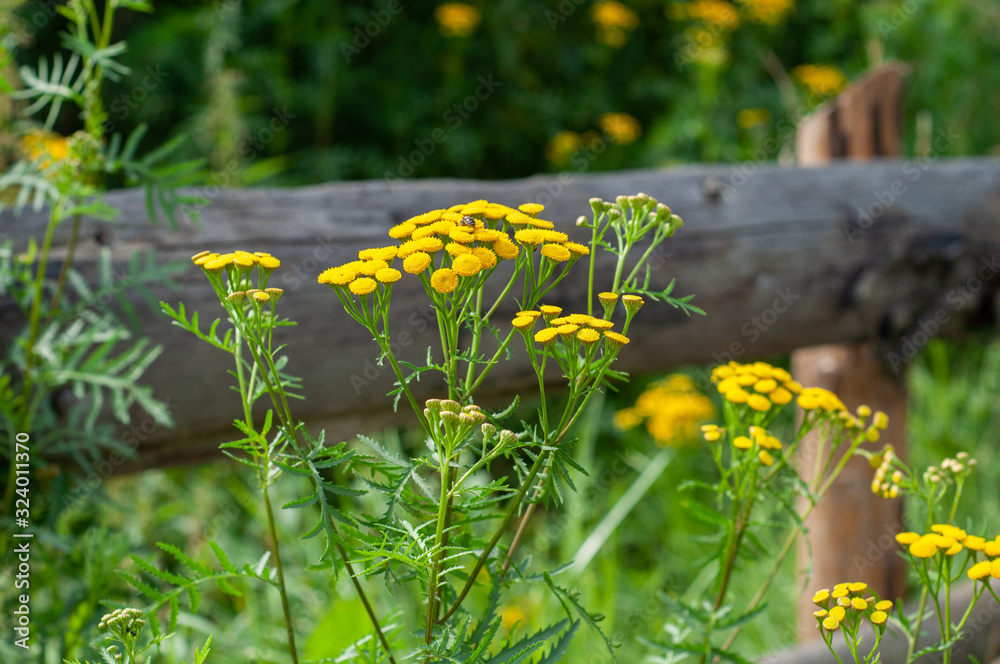 Beautiful yellow yarrow, herbal plant in summer. Common yarrow or ...