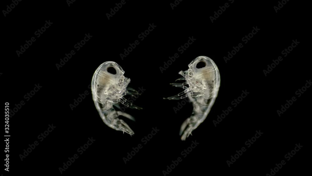 Hyperia sp. crayfish under the microscope. The Hyperiidae family, an ...