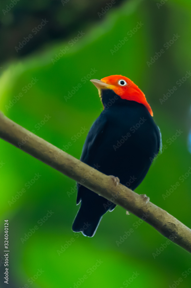 Red-capped Manakin, Pipra mentalis, rare bizar bird, Nelize, Central ...