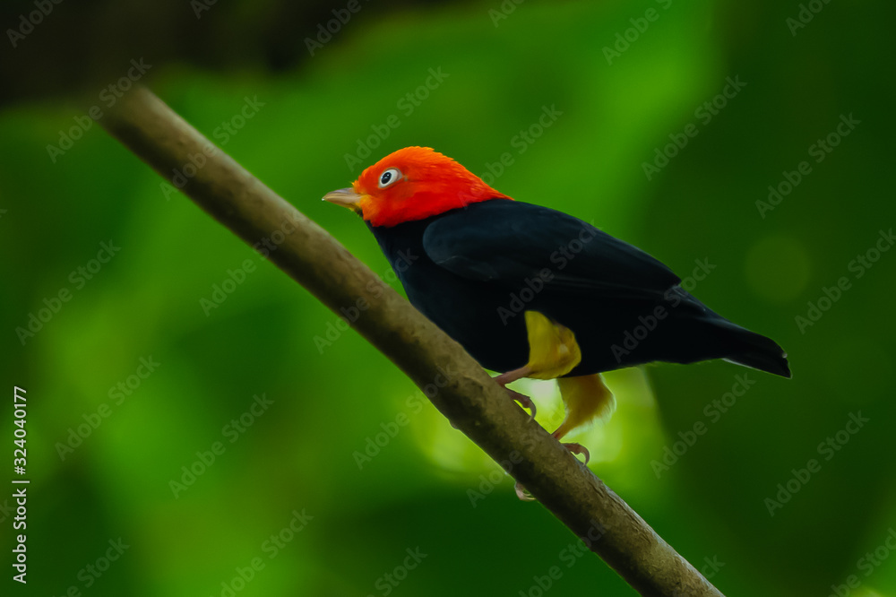 Red-capped Manakin, Pipra mentalis, rare bizar bird, Nelize, Central ...