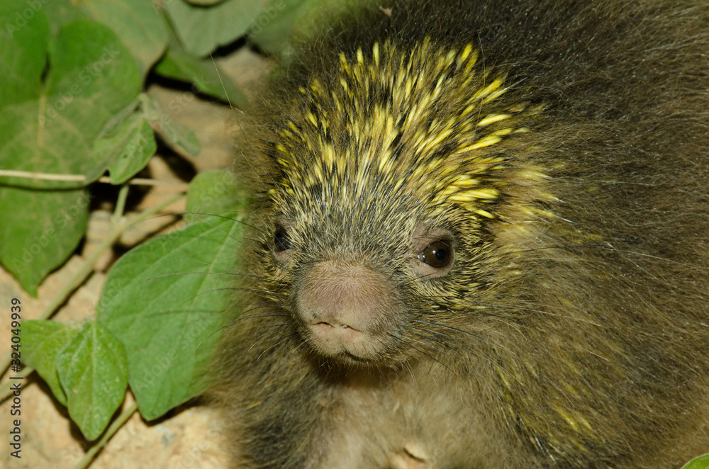 The Bahia porcupine, Coendou insidiosus, is a New World porcupine ...
