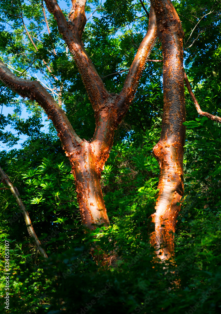 Papelillo tree, Palo blanco tree, Bursera simaruba, Majaguas hill ...