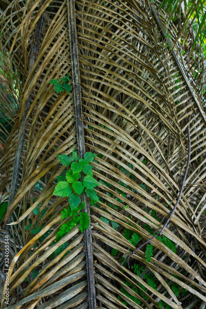 Coyul Palm, Acrocomia mexicana, Majaguas hill, Pacific lookouts, Lo de ...