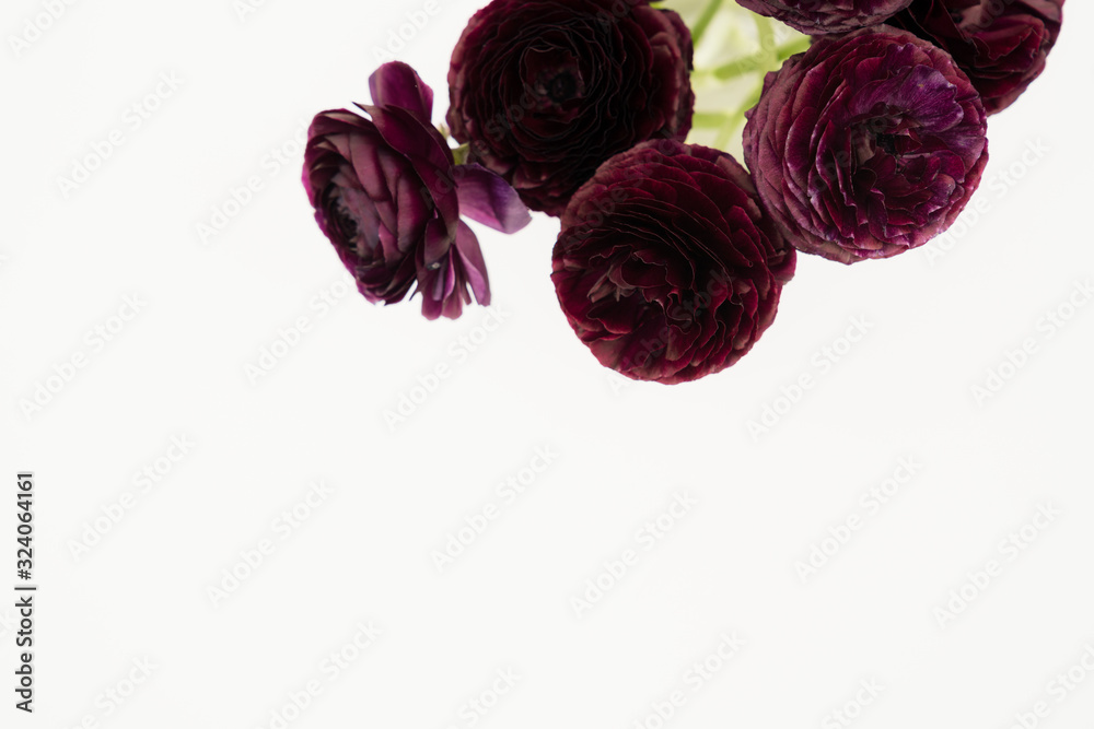 Dark burgundy red ranunculus flowers on white background Stock Photo ...