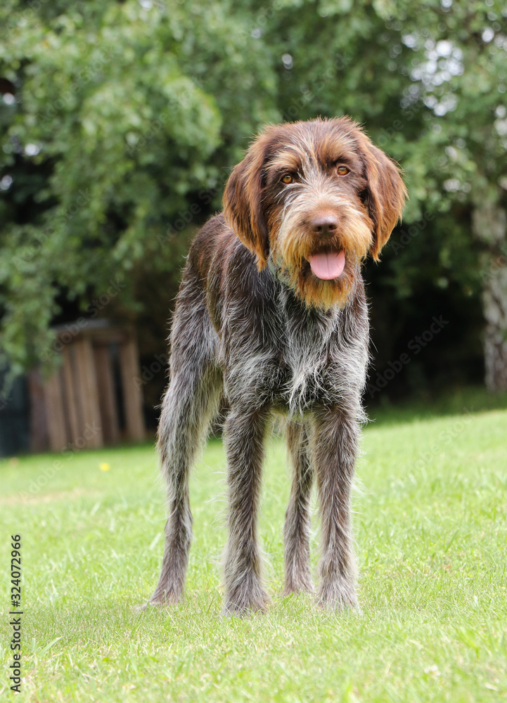 Smile of Rough-coated Bohemian Pointer on the garden in hot summer days ...