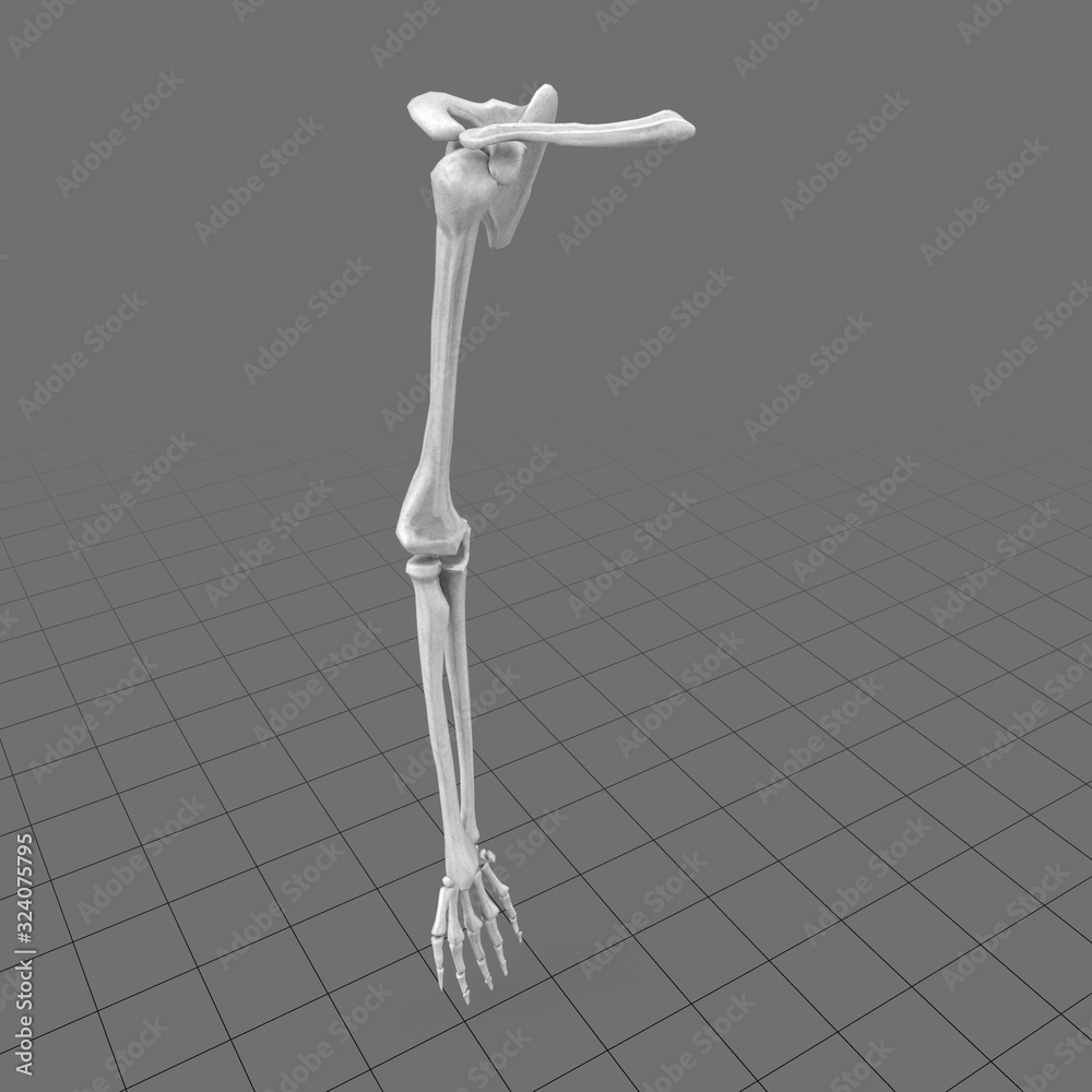 Human arm and hand bones Stock 3D asset | Adobe Stock