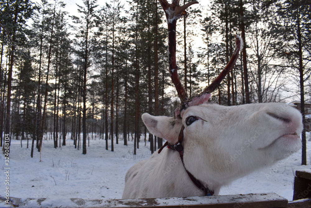 Reindeer eyes change color with arctic seasons based on levels of light ...