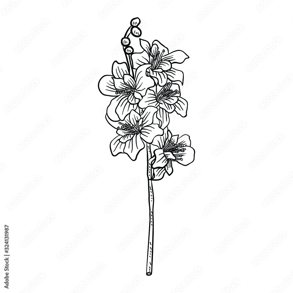 Vector Illustration Single Flower line drawing Stock Vector | Adobe Stock