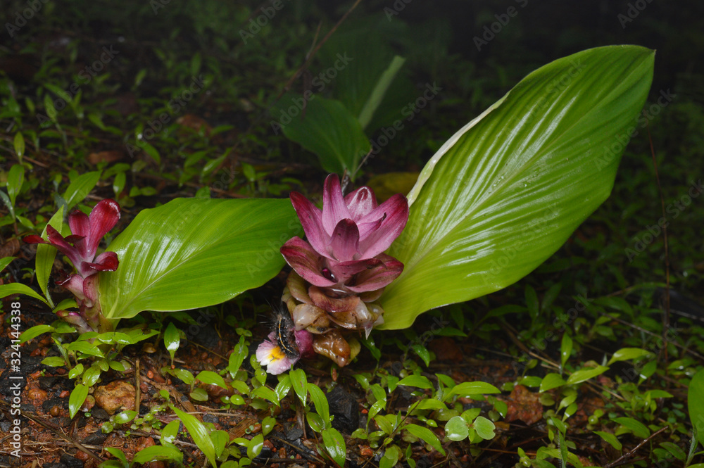 Ran halad, Wild Turmeric, Curcuma aromatica, Family-.Zingiberaceae ...