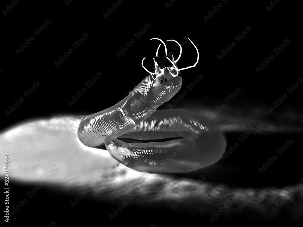 3d illustration - Nematode Worm Stock Illustration | Adobe Stock