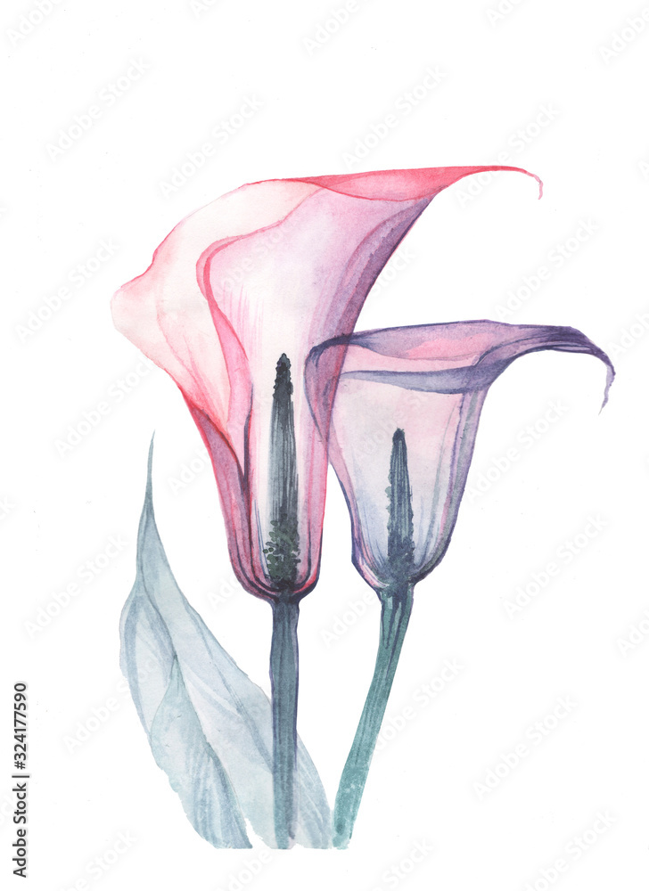 Transparent flowers of soft pink color drawn by hand in watercolor ...