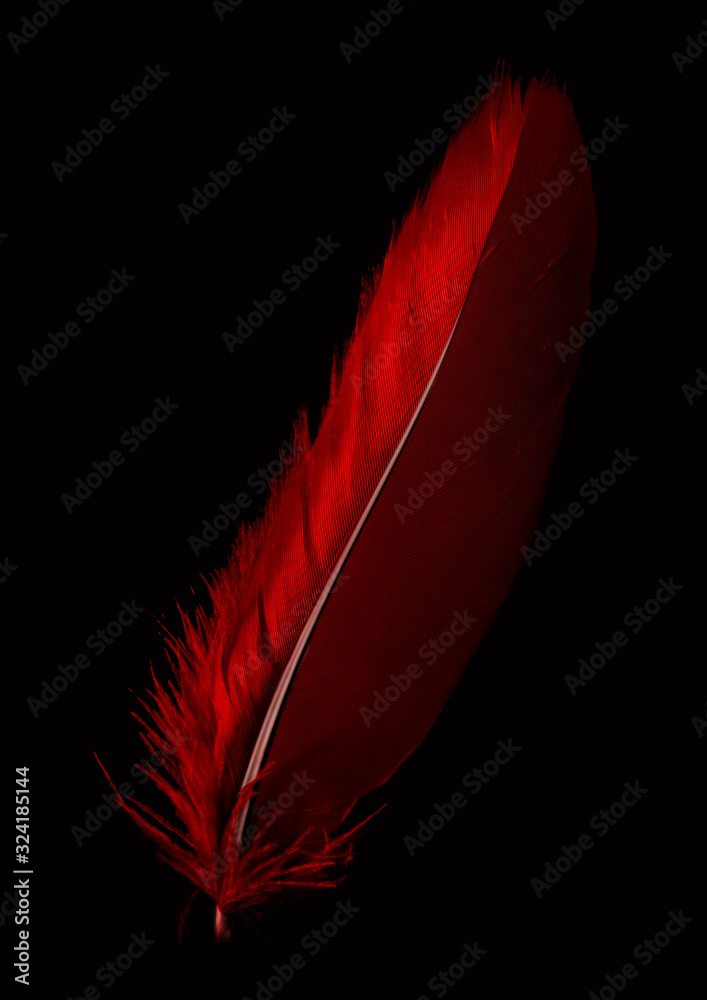 Single red feather isolated on black background Stock Photo | Adobe Stock