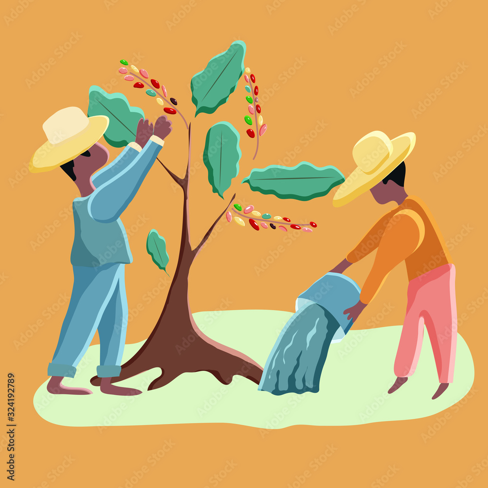 Farmers harvest coffee and water coffee trees. Vector illustration ...