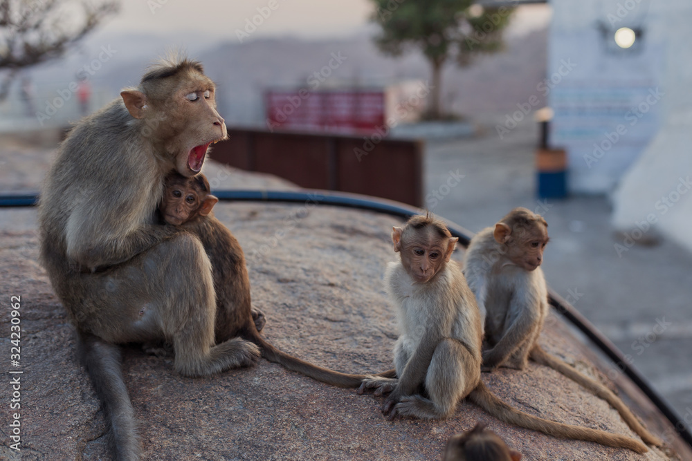 Mom Macaque hugs a young reenka. Monkey family mother children in india ...