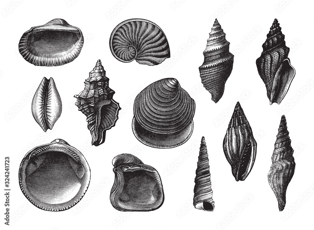 Shell fossil collection (Oligocene period) / vintage illustration from ...