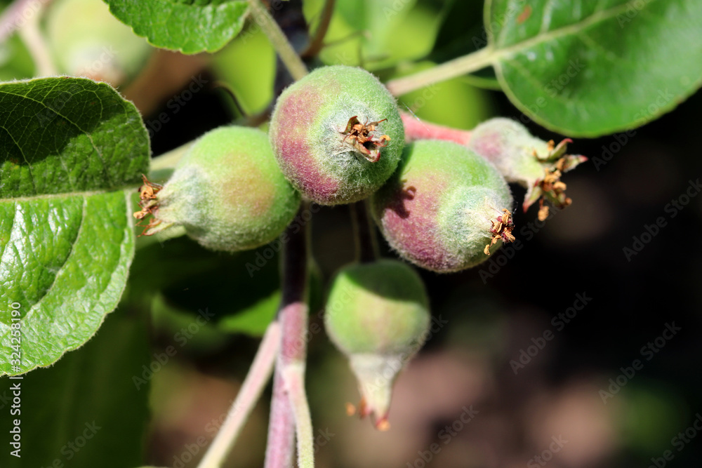 Young fruit apples after flowering in garden . Young apple buds ...