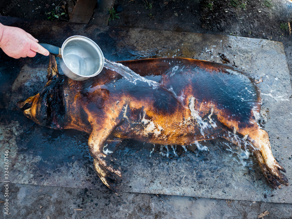 ASF. African swine fever. Processing carcasses of pigs from burner to ...