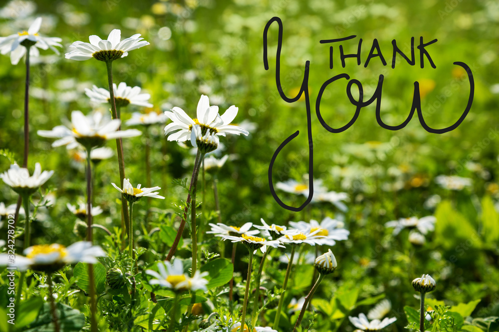 English Calligraphy Thank You. Beautiful Scenery Of Daisy Flower Meadow ...