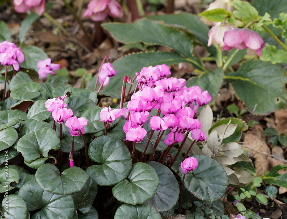 (Cyclamen coum) Cyclamen de l'île de Cos ou cyclamen d'hiver aux fleurs ...