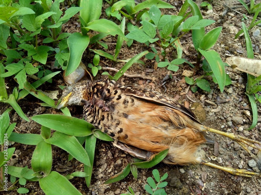 Dead indonesian quail (Coturnix ypsilophora), also known as the brown ...