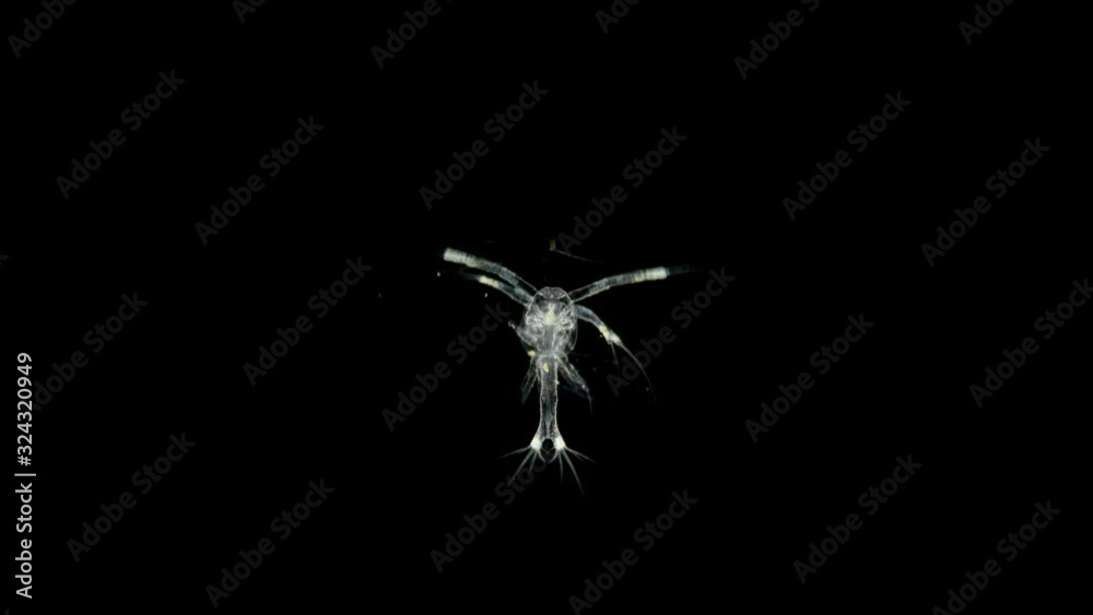 shrimp larva at the protozoea stage under a microscope, after moulting ...