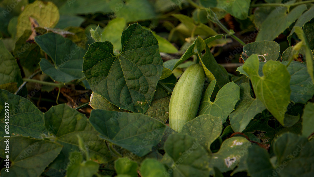 Trichosanthes dioica, also known as pointed gourd. It is a vegetable ...