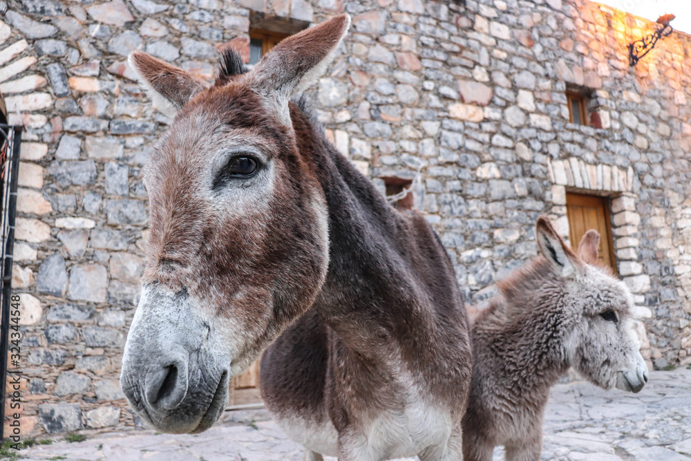 Burro burrito Stock Photo | Adobe Stock
