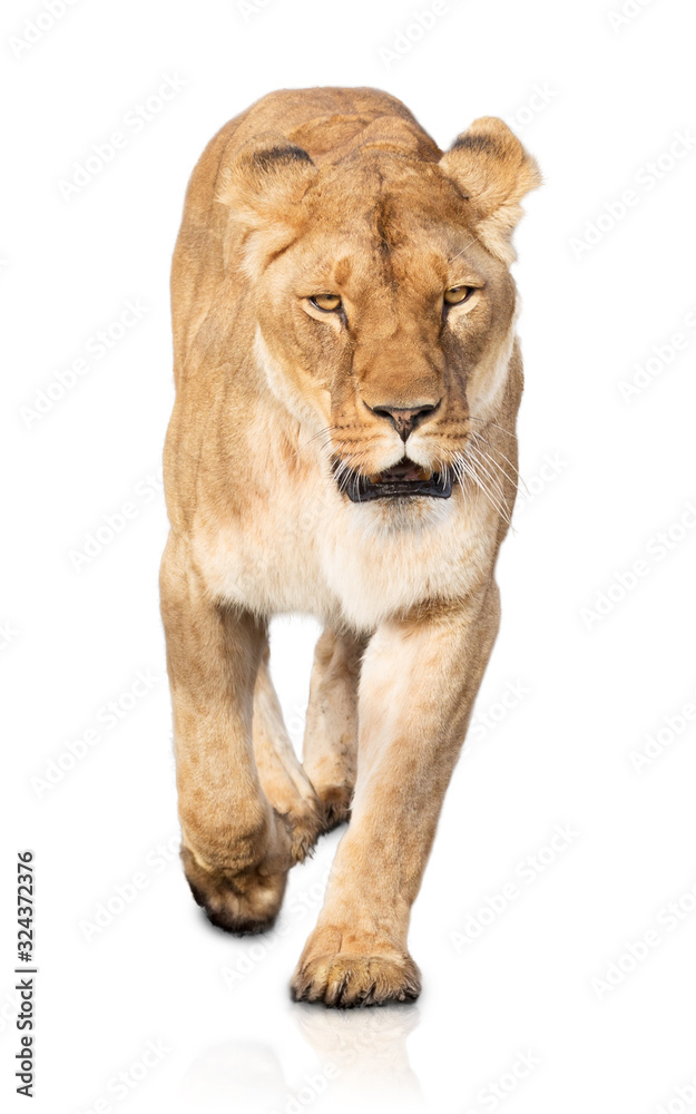 Lioness Walking