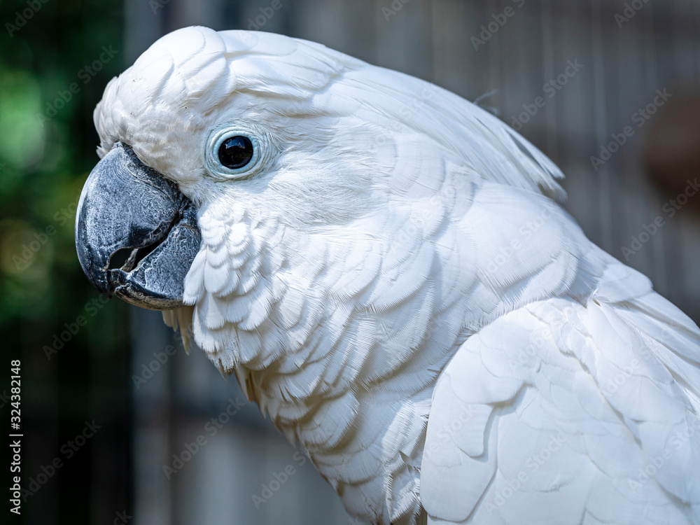 The white cockatoo (Cacatua alba), also known as the umbrella cockatoo ...