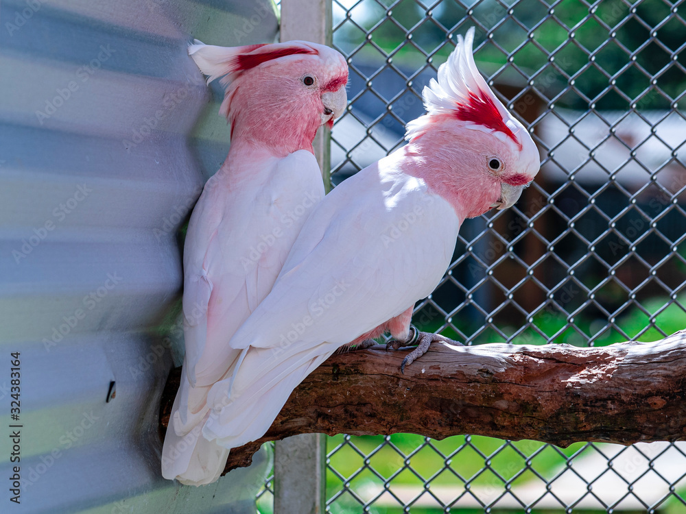 Major Mitchell's cockatoo (Lophochroa leadbeateri), also known as ...
