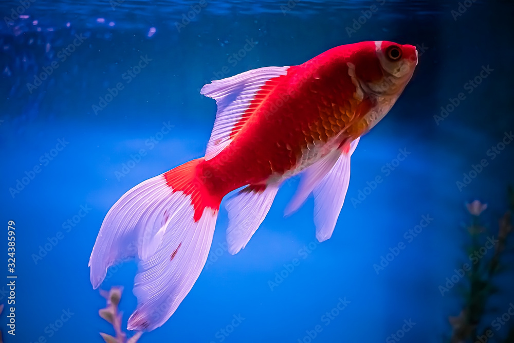Big red fish Carassius auratus swim in blue water in the aquarium ...