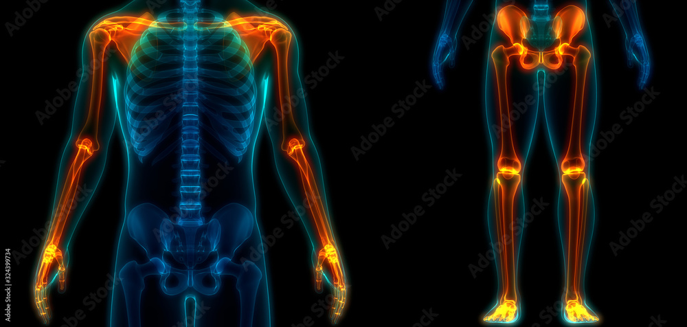 Human Skeleton System Upper and Lower Limbs Bone Joints Anatomy Stock ...