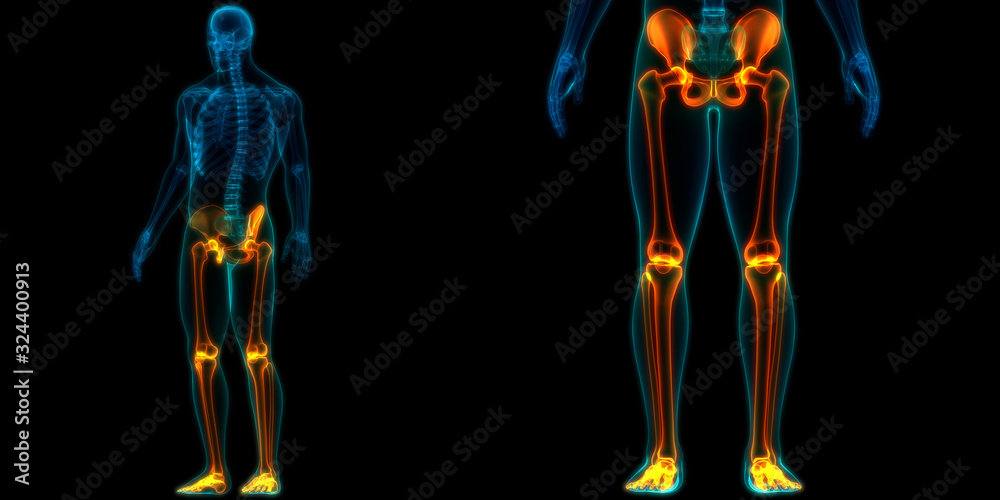 Human Skeleton System Lower Limbs Bone Joints Anatomy Stock ...