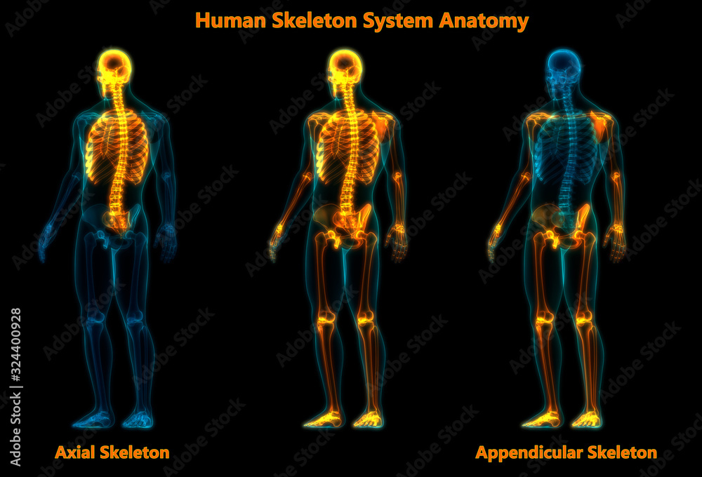 Human Skeleton System Axial and Appendicular Skeleton Bone Joints ...