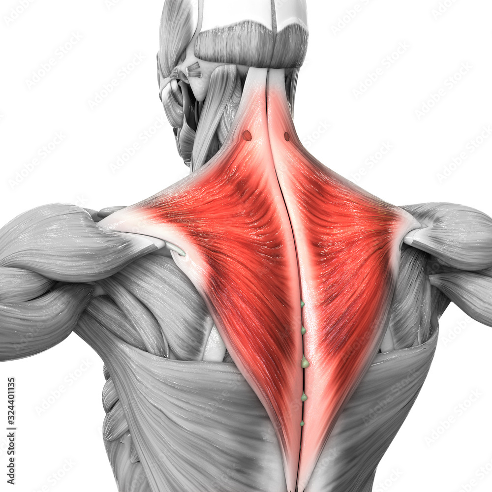 Human Muscular System Parts Trapezius Muscle Anatomy Stock Illustration ...