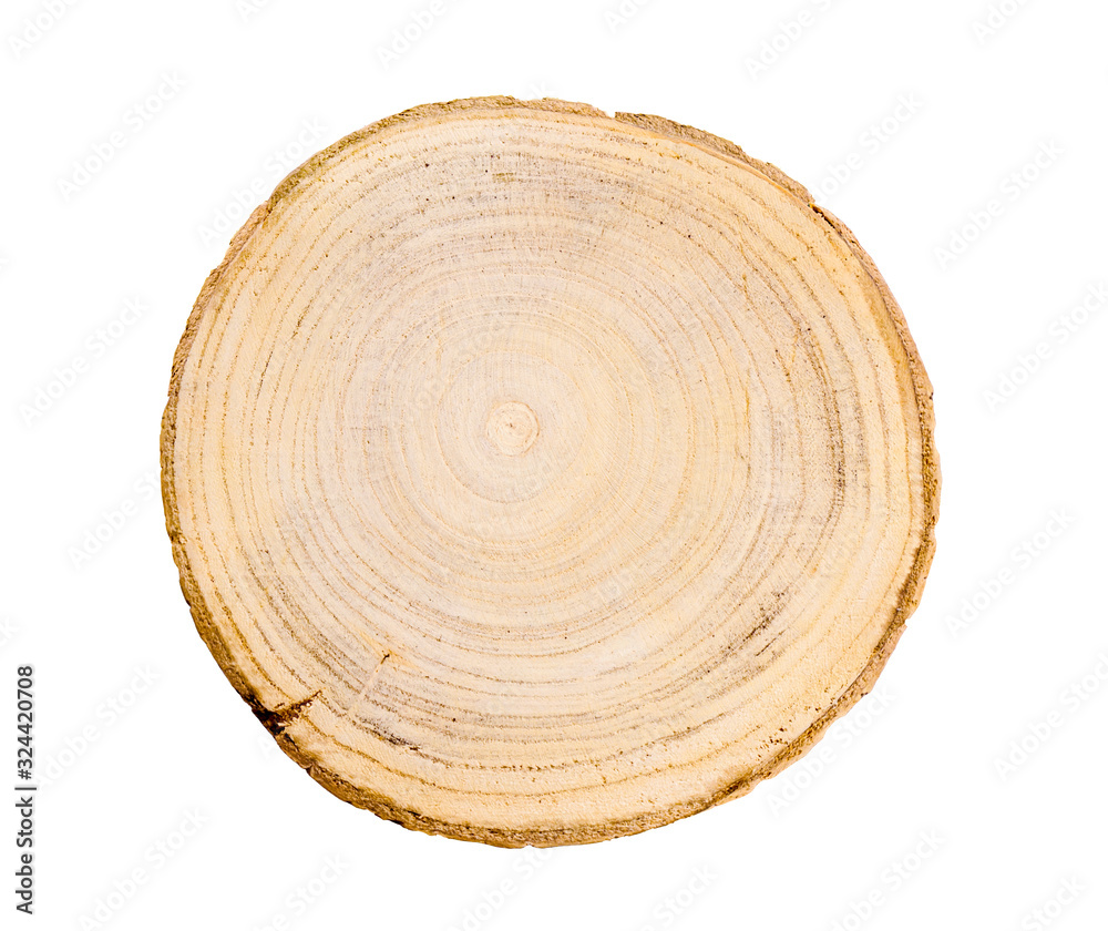 Cross section of flat round tree trunk showing growth rings isolated on ...
