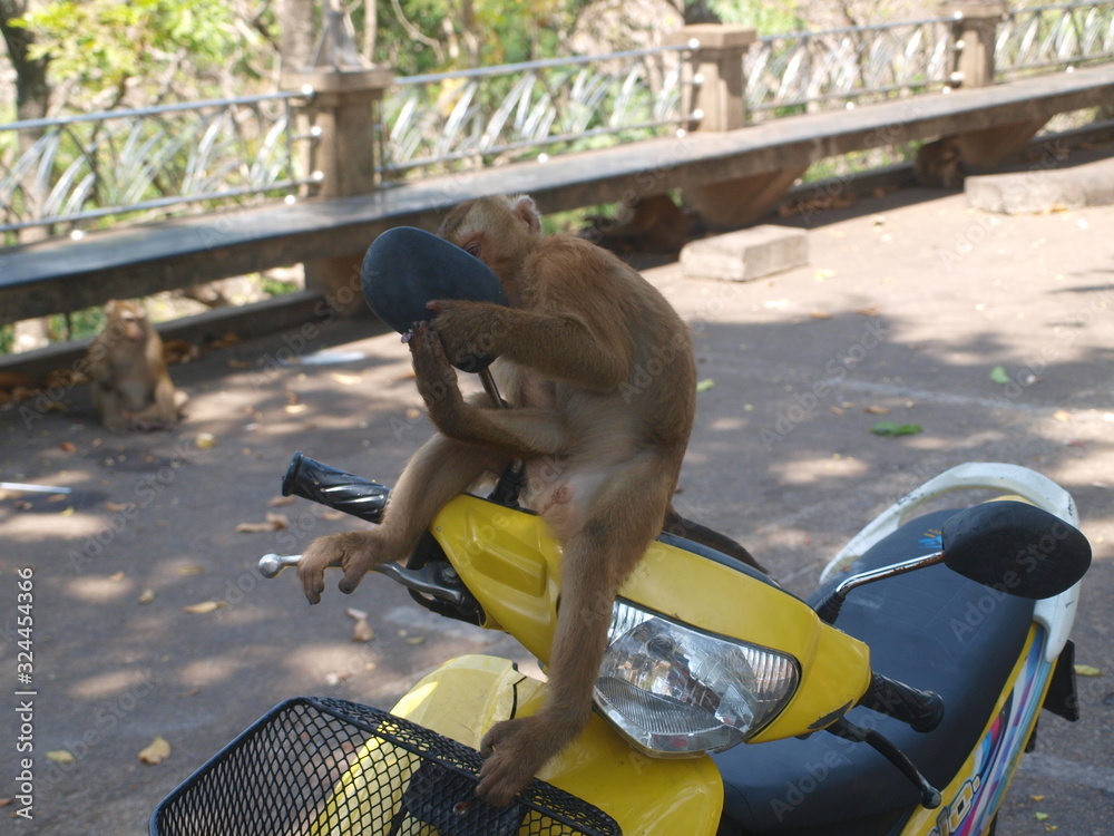 Funny mimic. Monkey looking in the mirror of yellow scooter. Park and ...
