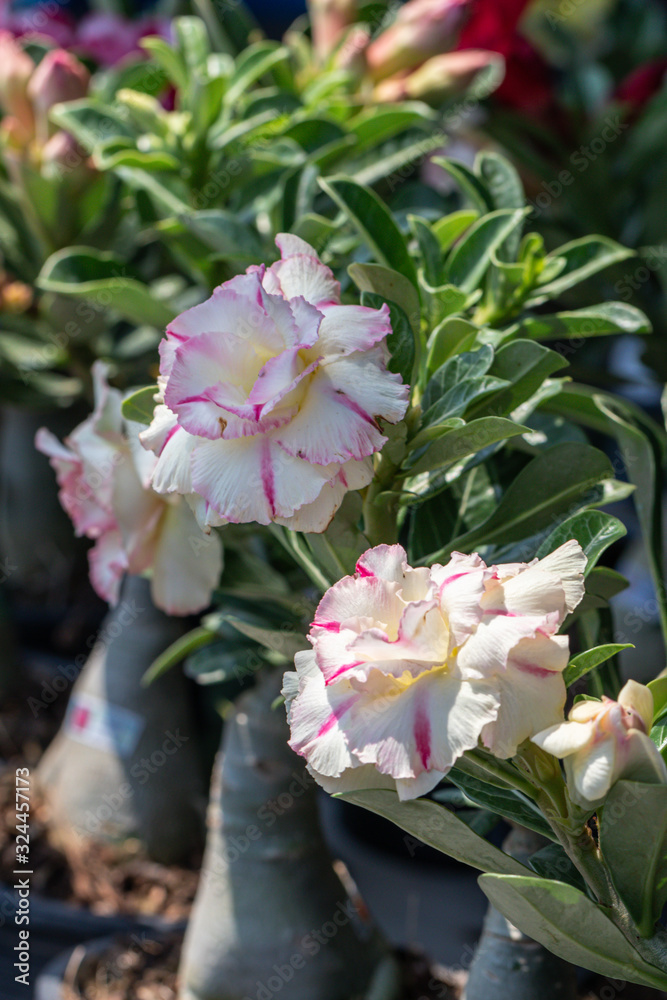 Selective focus pink and white Adenium obesum flower in a garden ...