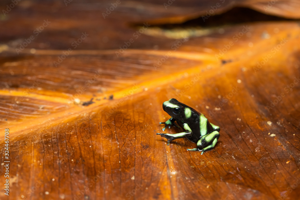 Green and black poison dart frog on a dead leaf in the jungle of Costa ...