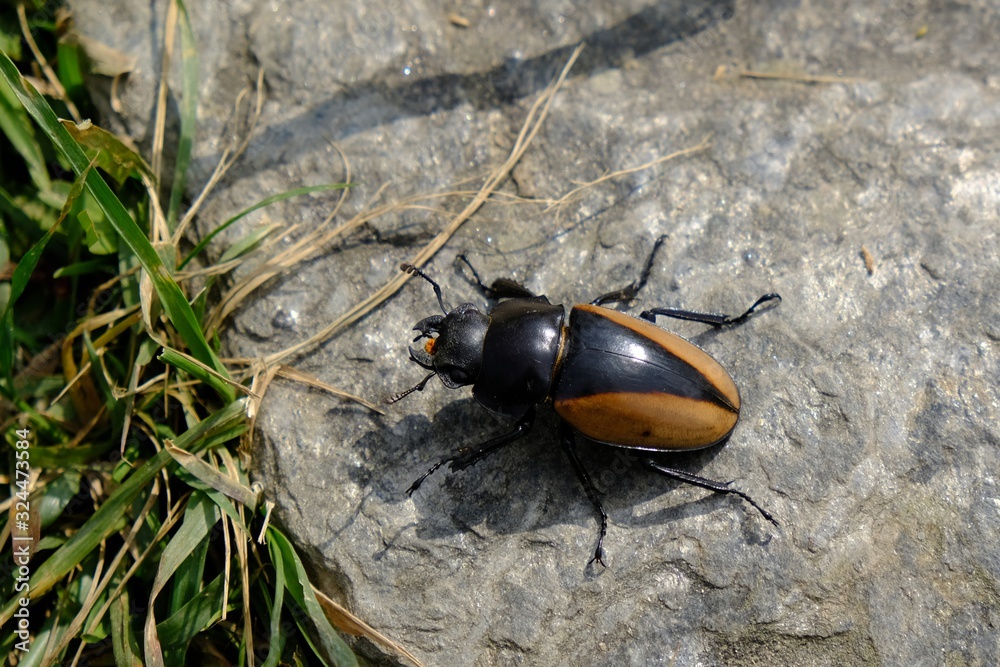 Foto de Big beetle walking on the stone. It is female of beetle ...