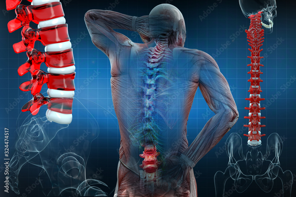 Anatomical vision back pain. Spine anatomy. 3D illustration. Stock ...