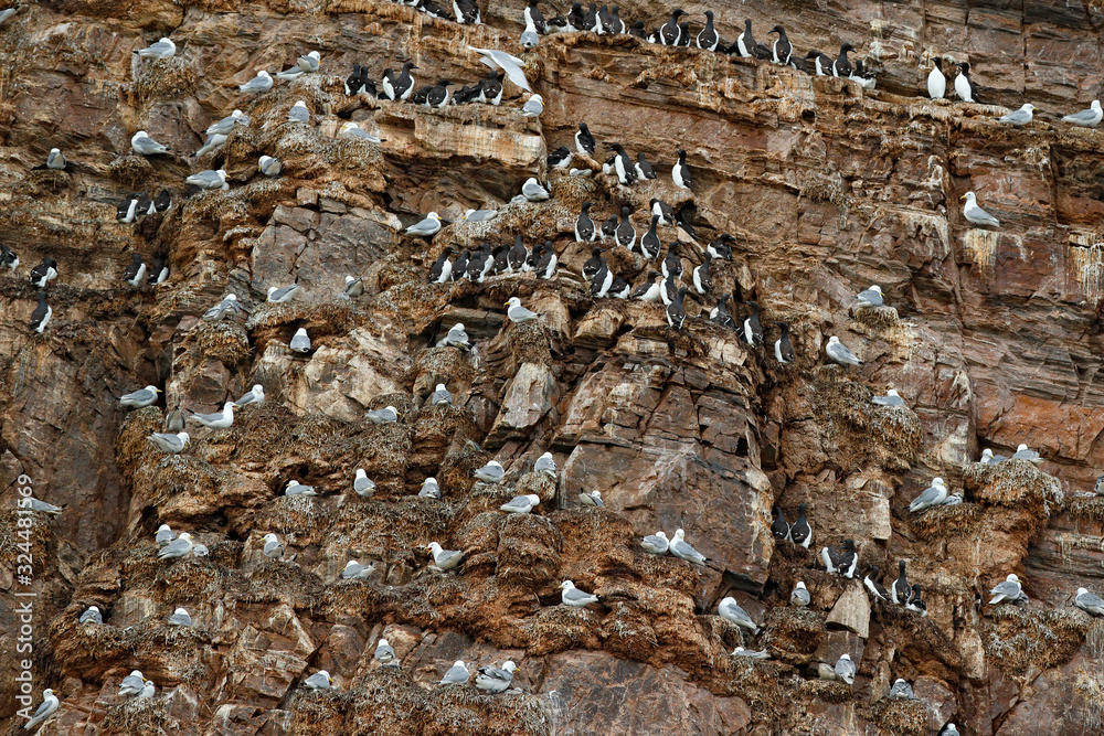 Bird colony on the rock. Brunnich's Guillemot and gulls, white birds ...