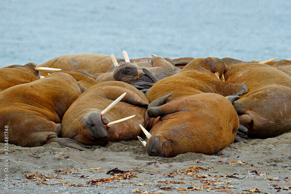 Walrus fight on the sand beach. Detail portrait of Walrus with big ...