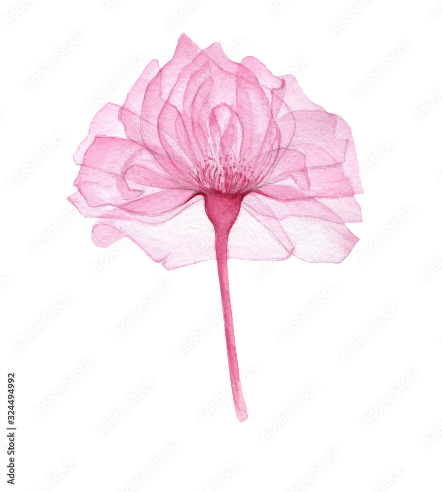 Transparent flowers of soft pink color drawn by hand in watercolor ...