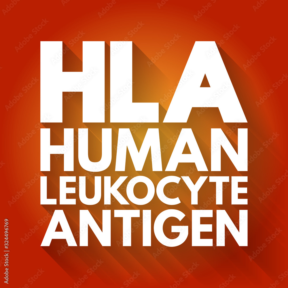 HLA - Human Leukocyte Antigen acronym, medical concept background Stock ...