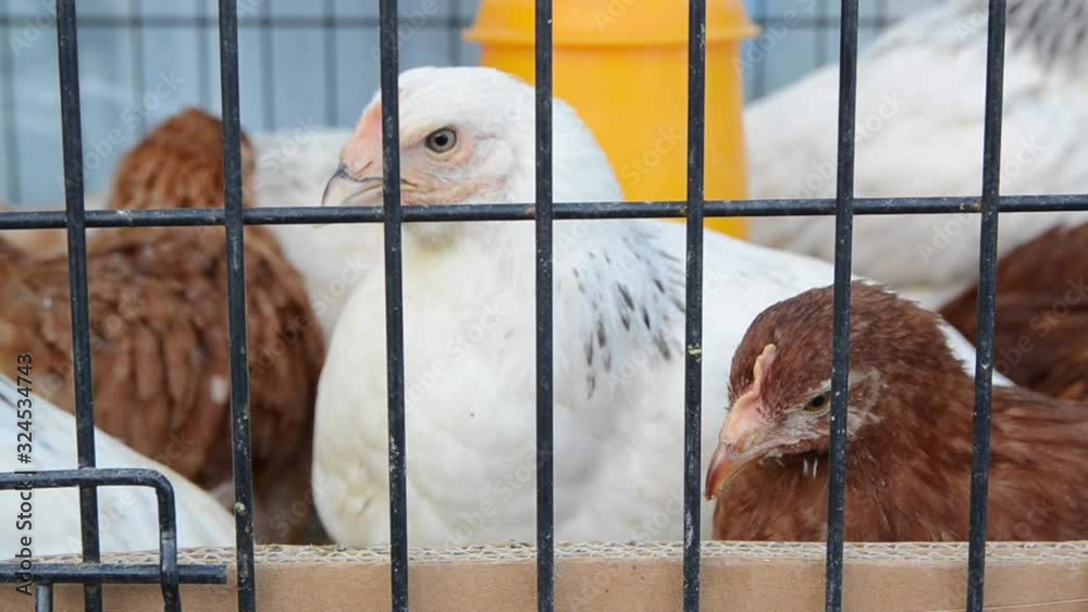 Chickens in cage in poultry farm, close up. Group of Breeding broiler ...